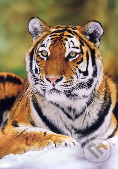 Michal Hlinka :: 1.C