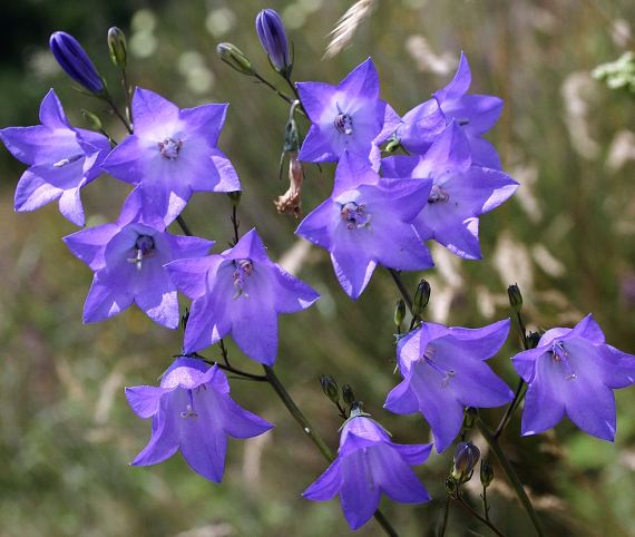 Michal Hlinka :: 1.C